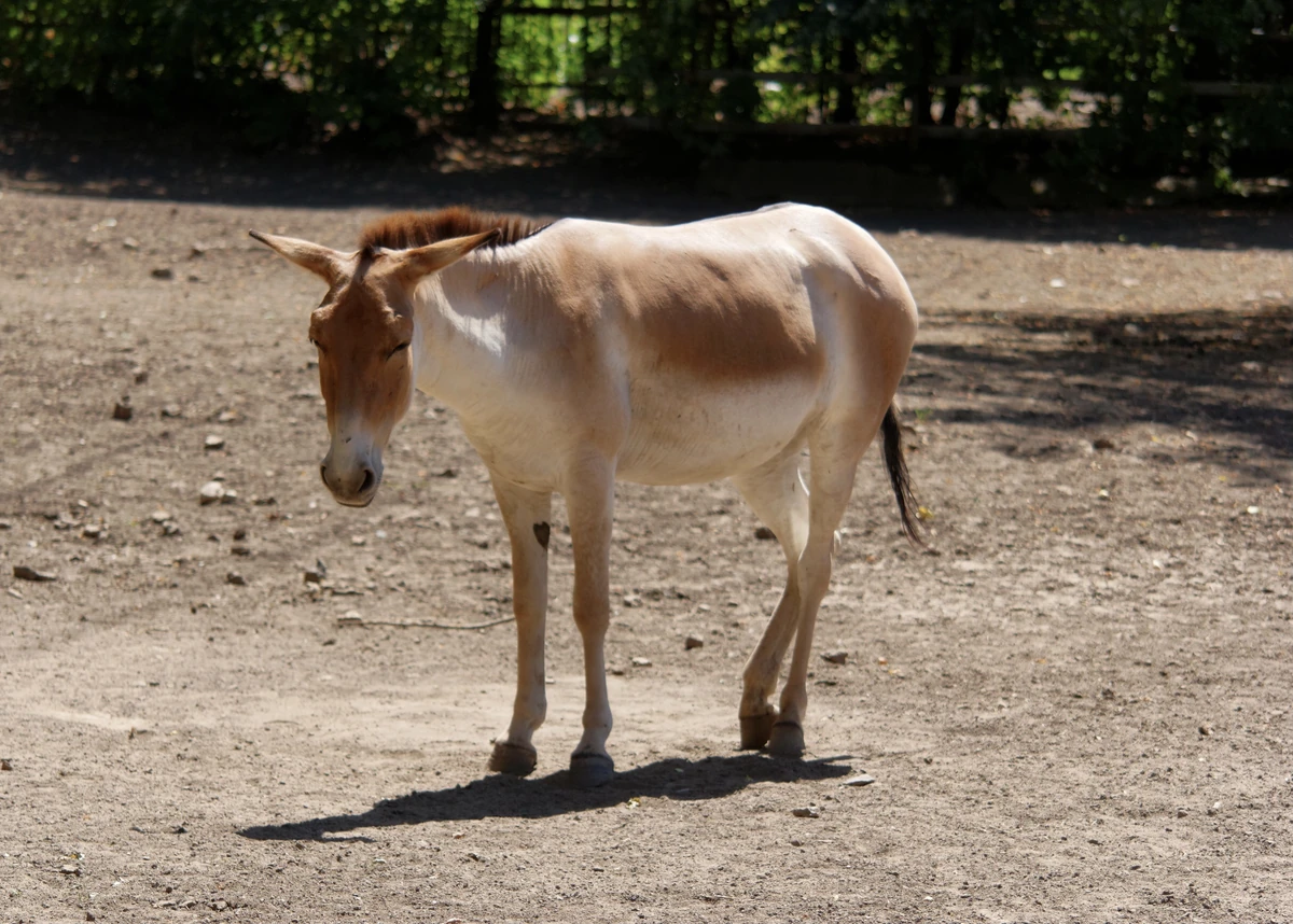 Onager | FictionRulezForever Wiki | Fandom