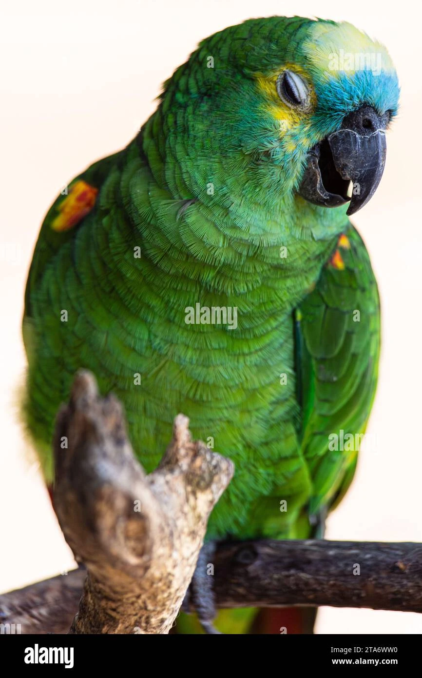 Category:Parrots | FictionRulezForever Wiki | Fandom