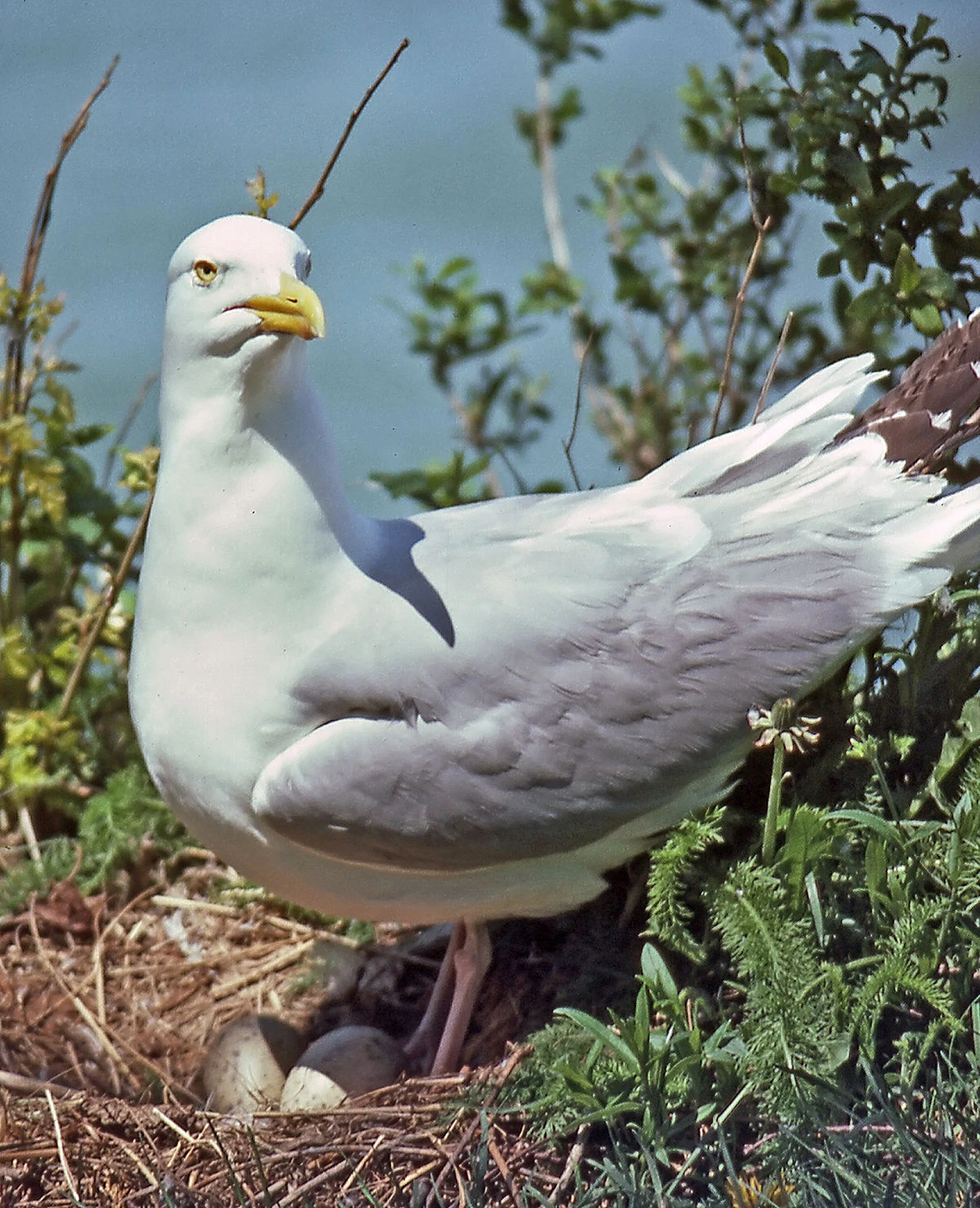 American Herring Gull | FictionRulezForever Wiki | Fandom