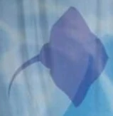 Common Skate | FictionRulezForever Wiki | Fandom