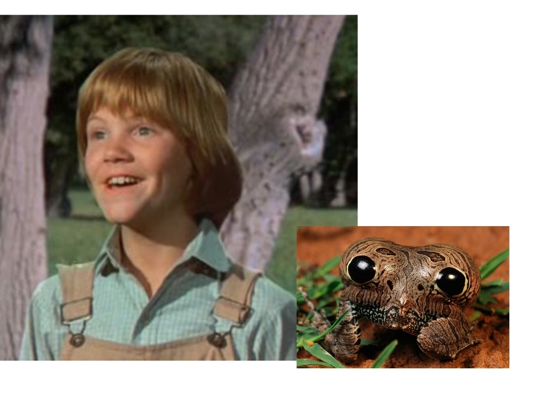 Cuyaba Dwarf Frog Fictionrulezforever Wiki Fandom
