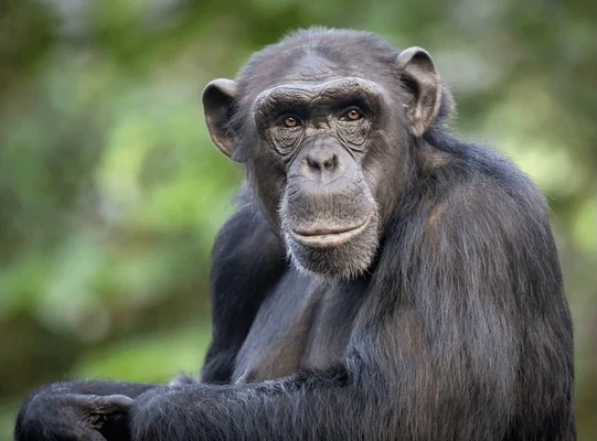 Common Chimpanzee | FictionRulezForever Wiki | Fandom