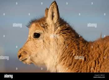 Tibetan Antelope | FictionRulezForever Wiki | Fandom