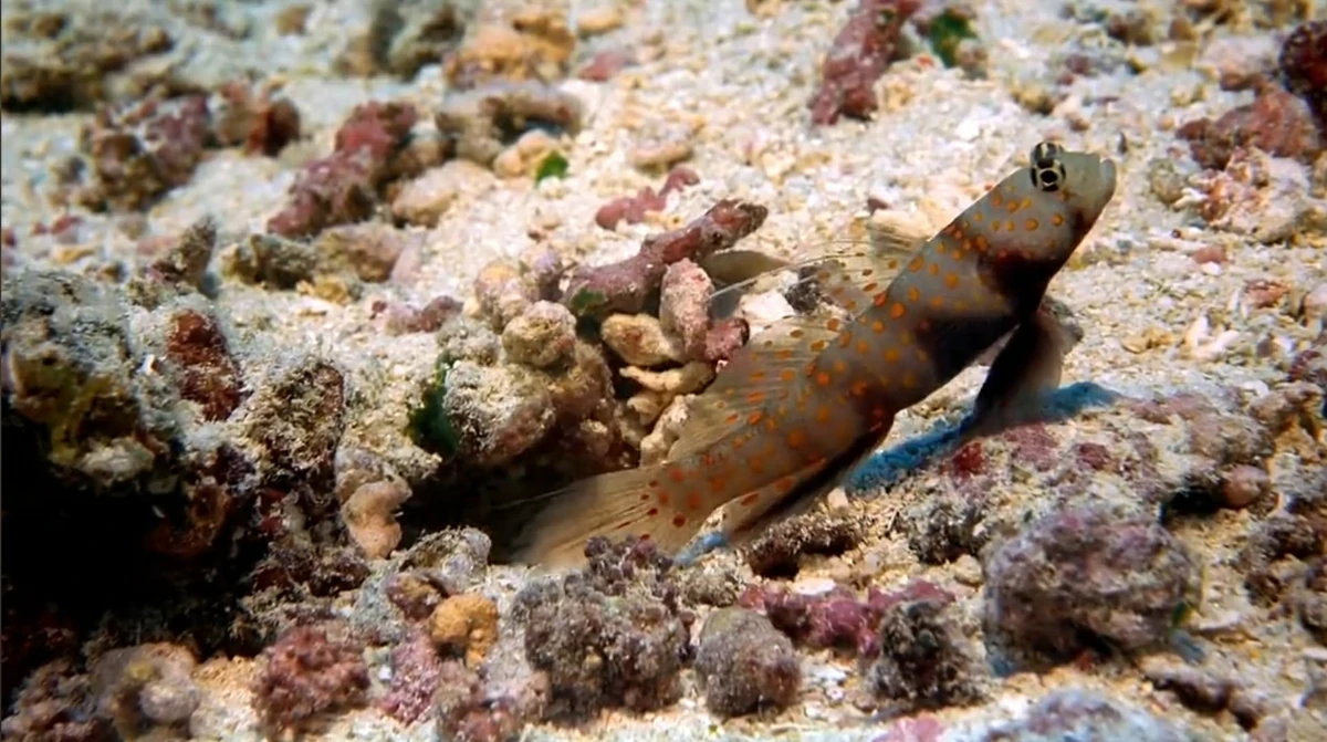 Spotted Prawn Goby | FictionRulezForever Wiki | Fandom