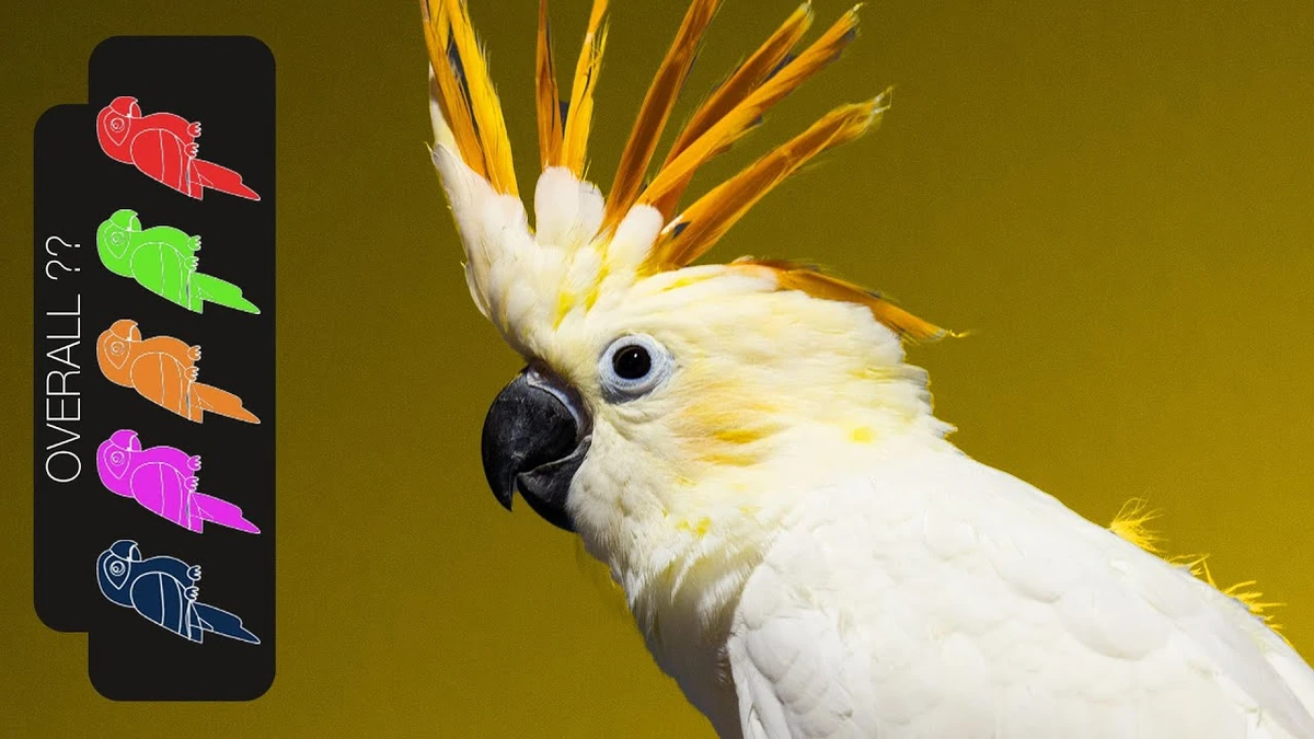 Citron-Crested Cockatoo | FictionRulezForever Wiki | Fandom