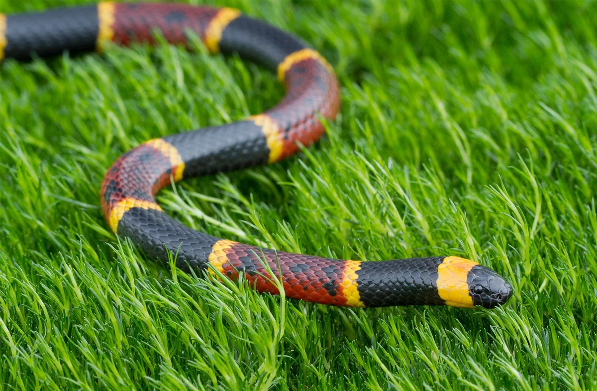 Eastern Coral Snake | FictionRulezForever Wiki | Fandom