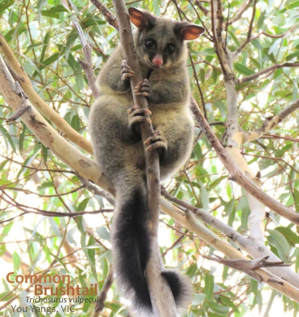 Common Brushtail Possum | FictionRulezForever Wiki | Fandom