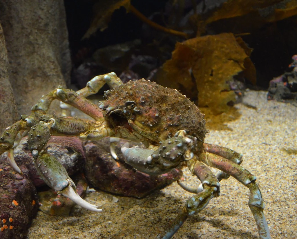 Sheep Crab | FictionRulezForever Wiki | Fandom