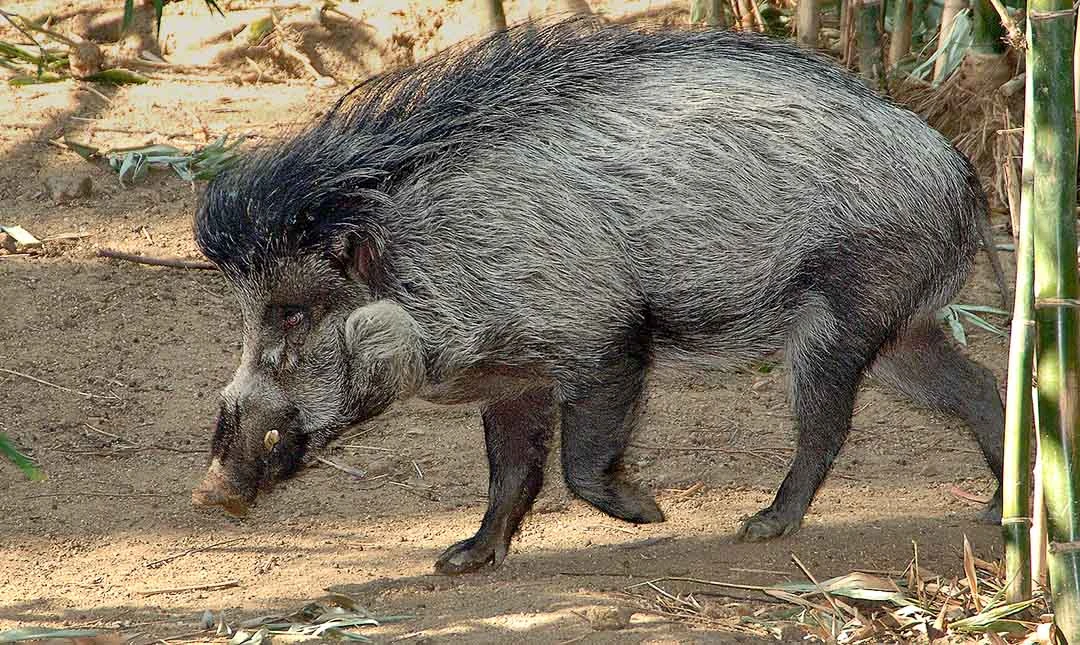 Visayan Warty Pig | FictionRulezForever Wiki | Fandom