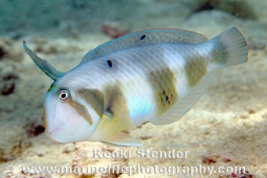 Peacock Wrasse | FictionRulezForever Wiki | Fandom