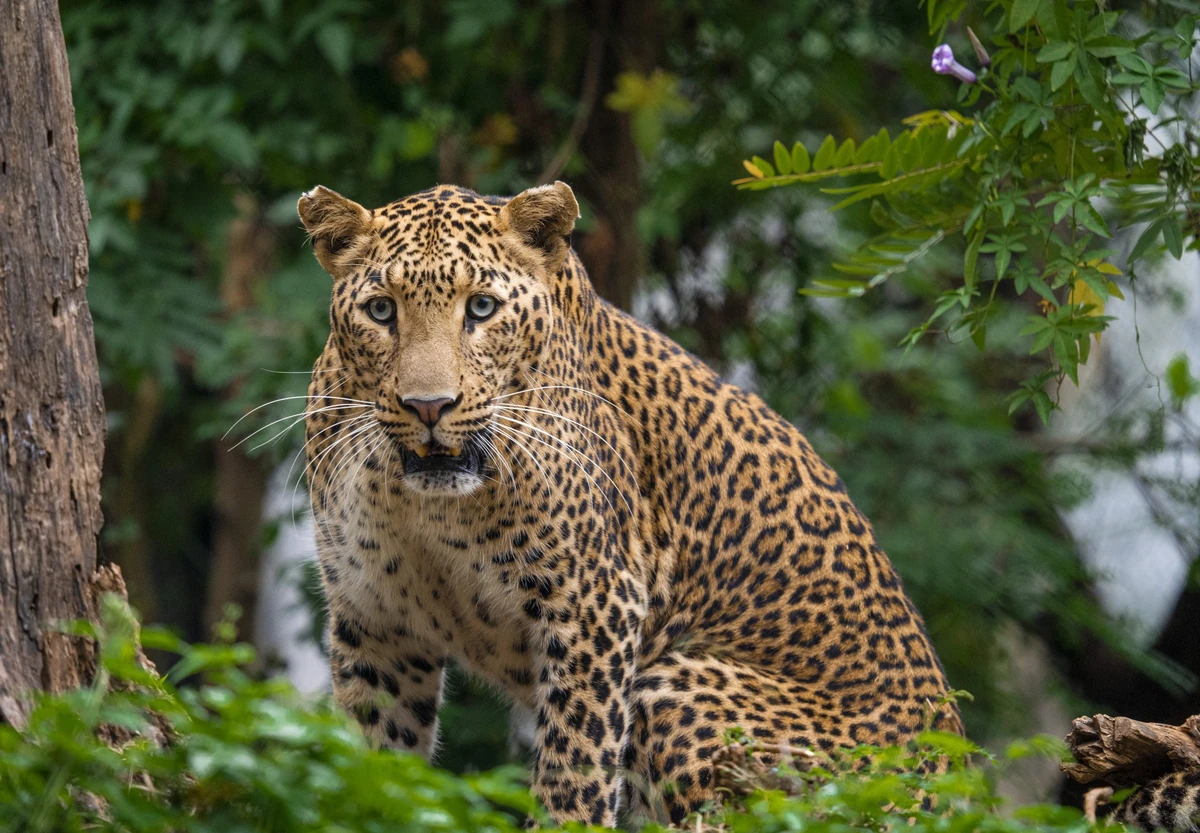 Indian Leopard | FictionRulezForever Wiki | Fandom