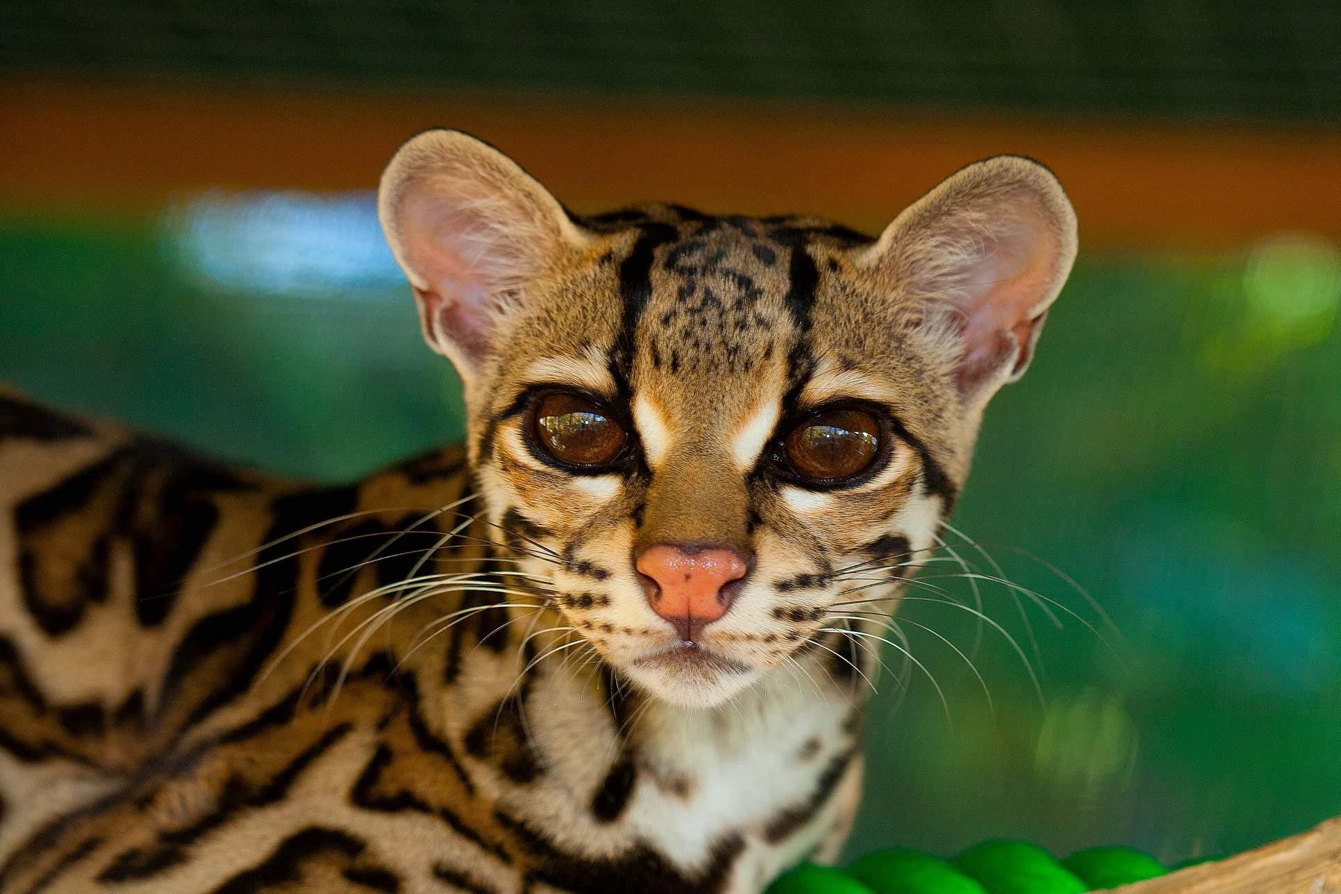 Margay | FictionRulezForever Wiki | Fandom
