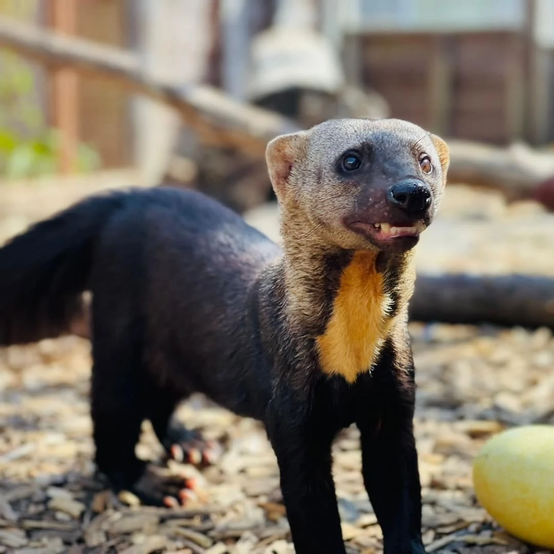 Tayra | FictionRulezForever Wiki | Fandom