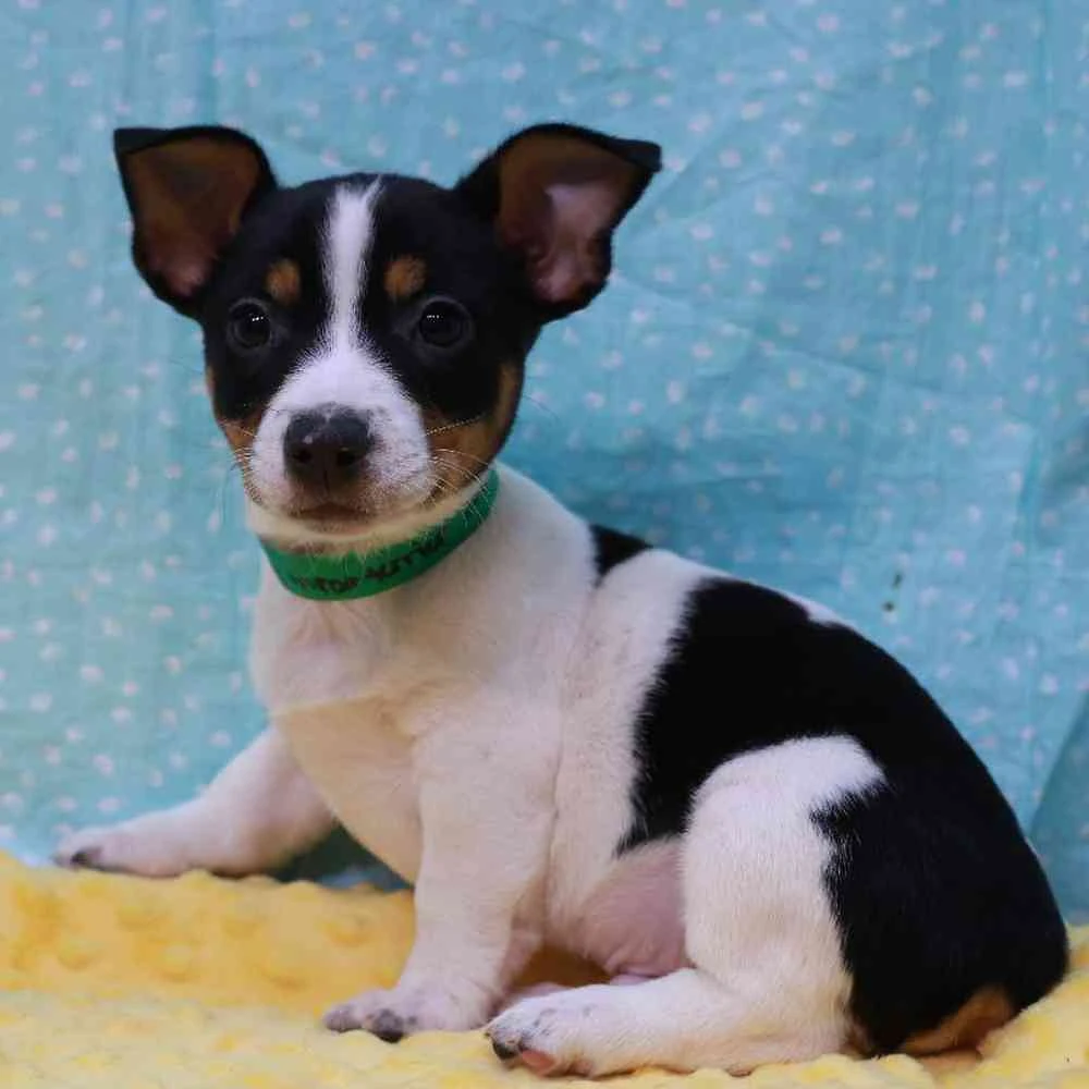 Rat Terrier (Joey) | FictionRulezForever Wiki | Fandom