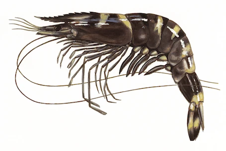 Giant Tiger Prawn | FictionRulezForever Wiki | Fandom