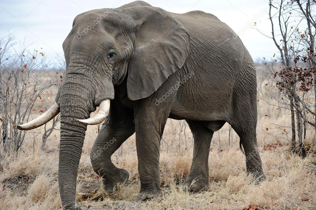 All Animals Go to Naturerules1 2 | FictionRulezForever Wiki | Fandom