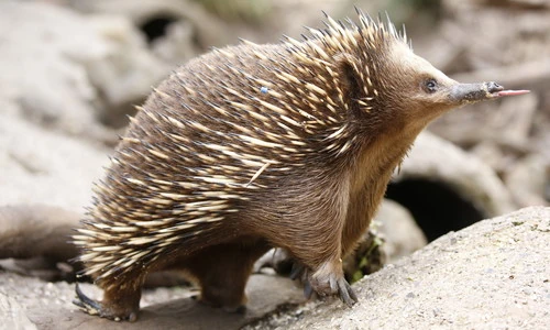 Category:The Croods Animals | FictionRulezForever Wiki | Fandom