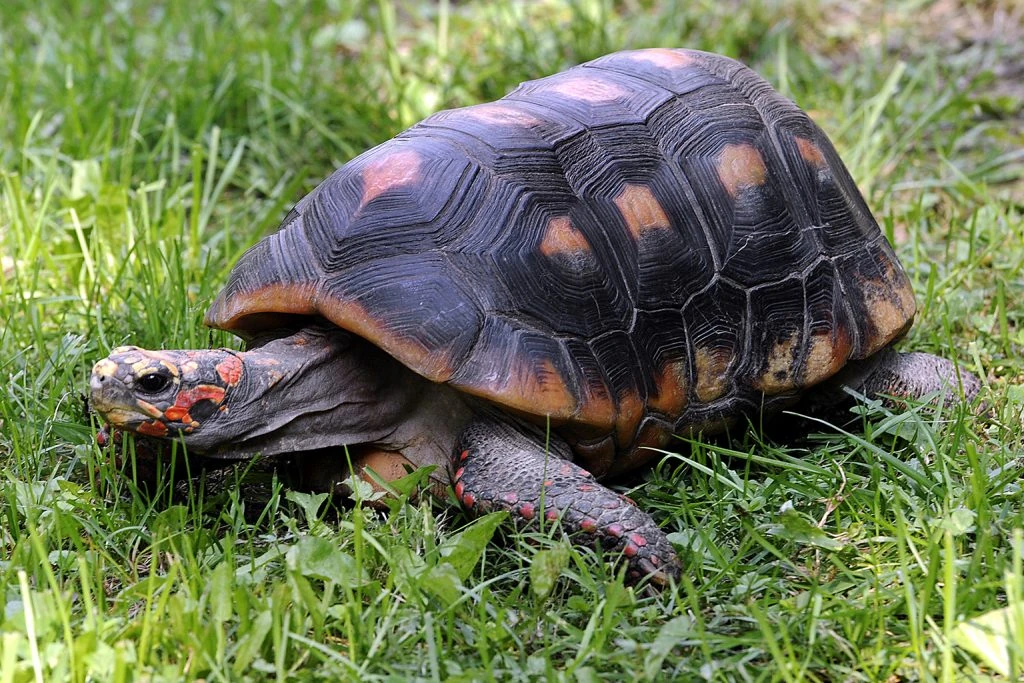 Red-Footed Tortoise | FictionRulezForever Wiki | Fandom