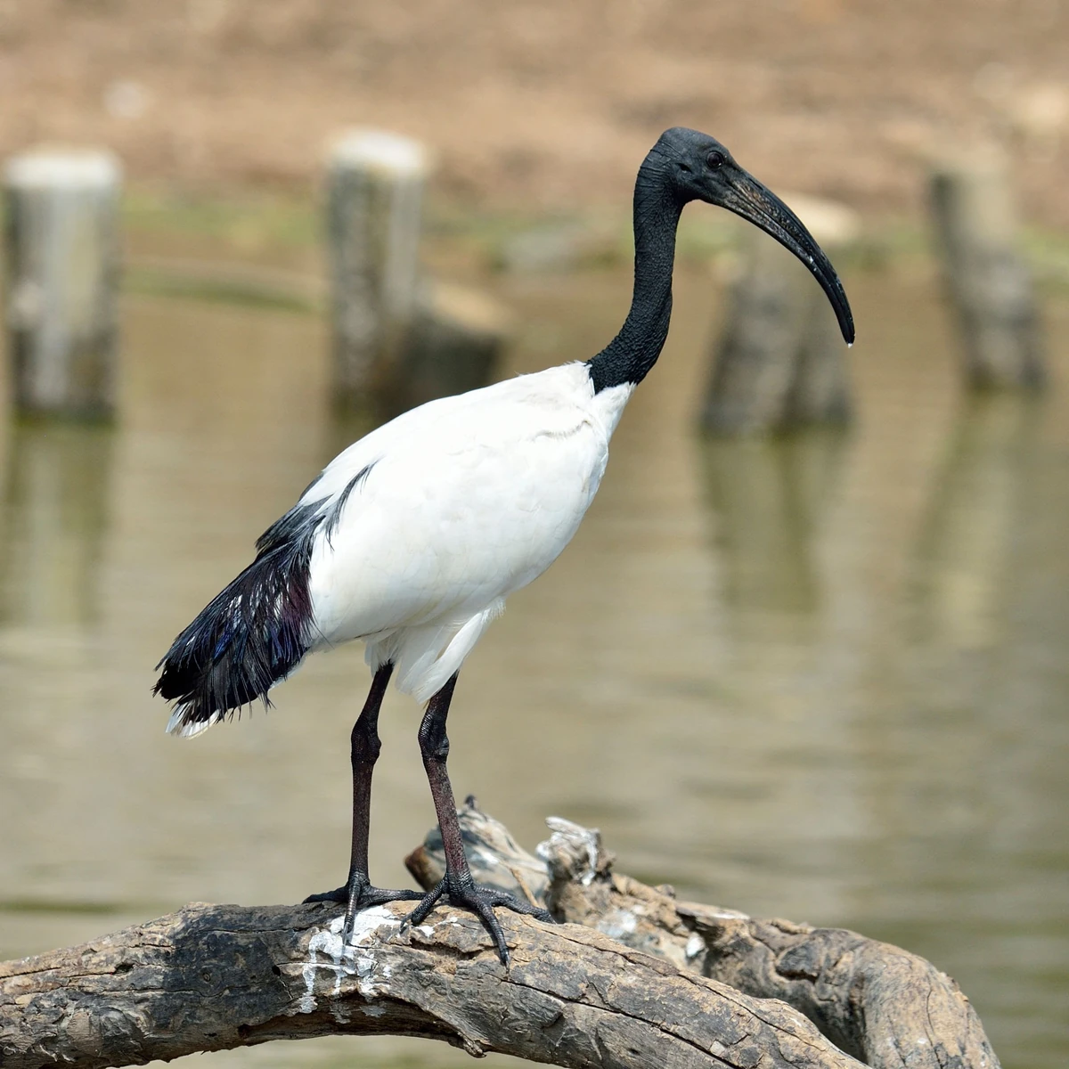 Sacred Ibis | FictionRulezForever Wiki | Fandom