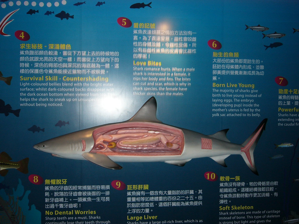 Blacktip Shark Fictionrulezforever Wiki Fandom