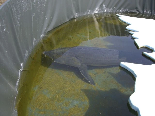 List of Species in Shibetsu Salmon Science Museum | FictionRulezForever ...