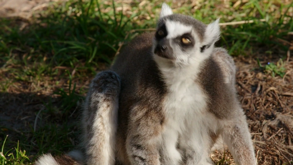 The Island Animal House | FictionRulezForever Wiki | Fandom