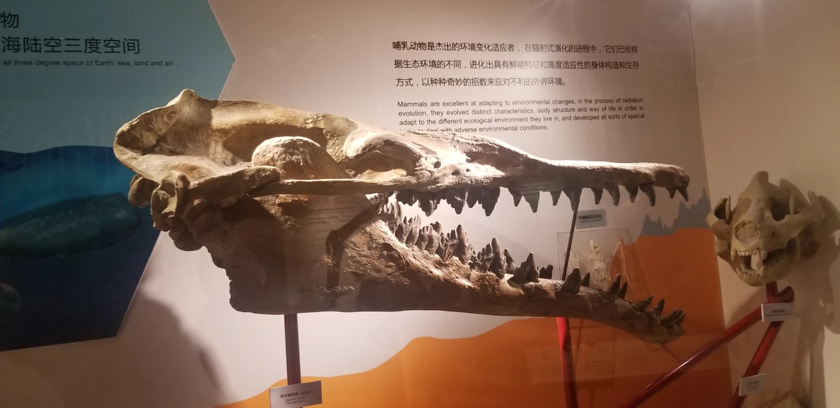 Basilosaurus | FictionRulezForever Wiki | Fandom