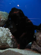 Frogfish | FictionRulezForever Wiki | Fandom