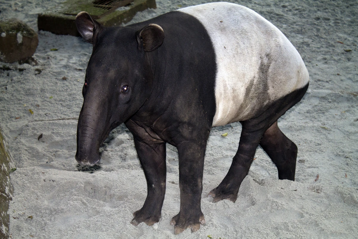 Malayan Tapir | FictionRulezForever Wiki | Fandom
