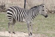 Animal Lore (NatureRules1 Version) | FictionRulezForever Wiki | Fandom