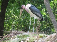 Marabou Stork/Gallery | FictionRulezForever Wiki | Fandom