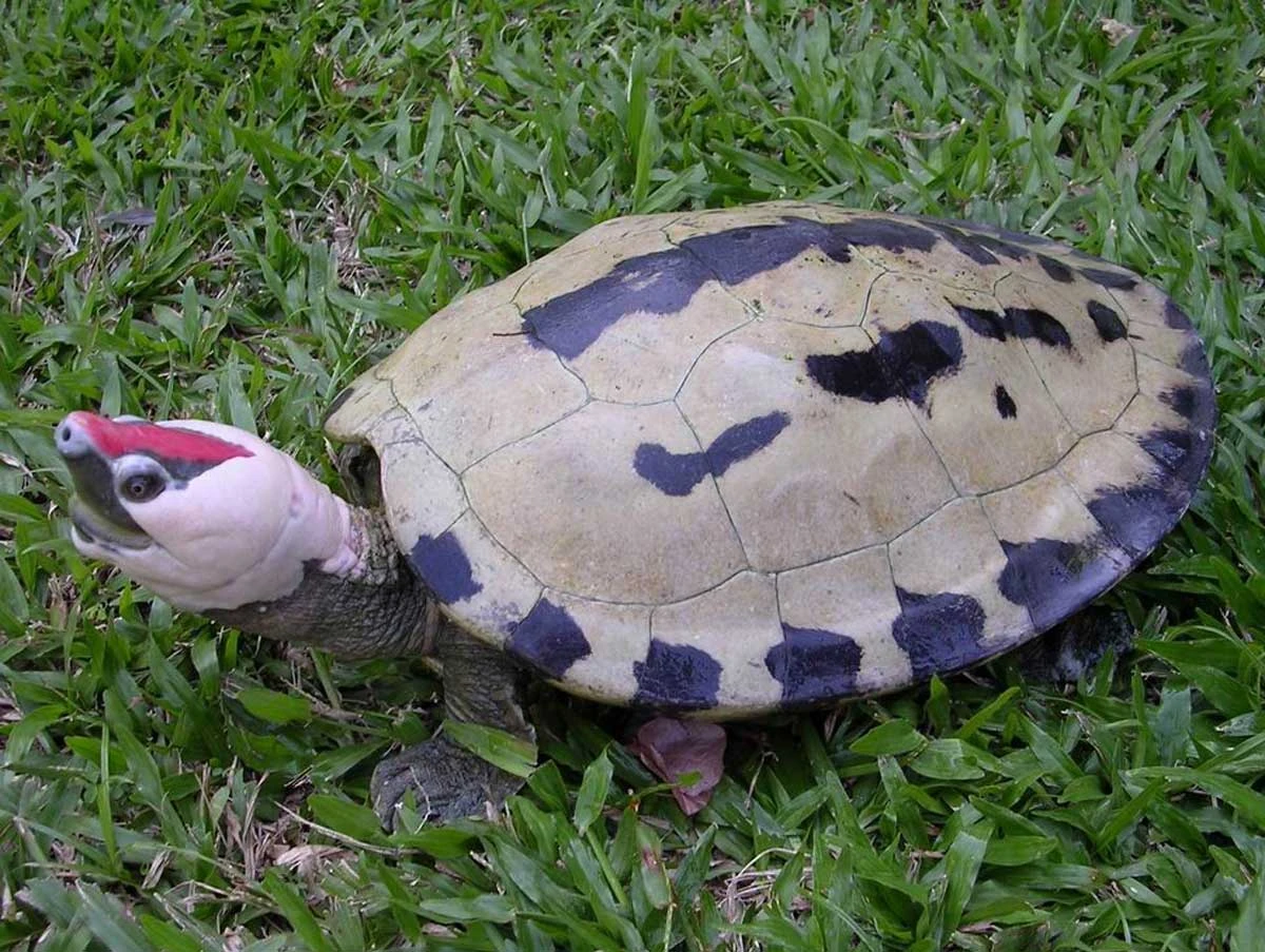 Painted Terrapin | FictionRulezForever Wiki | Fandom
