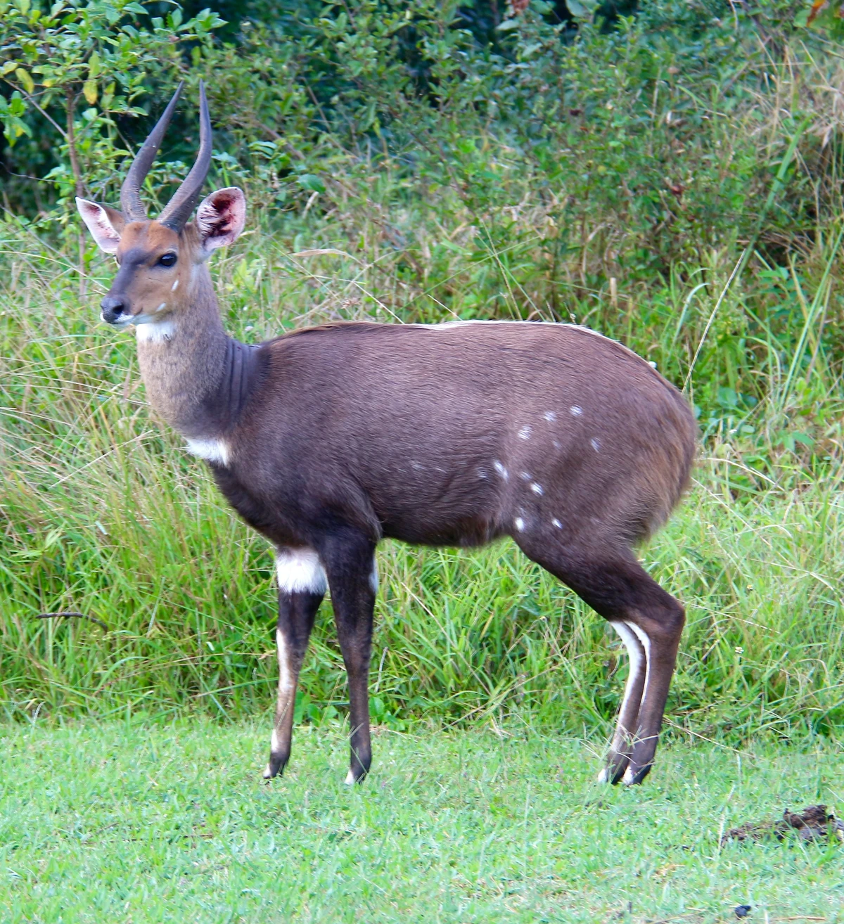 Cape Bushbuck | FictionRulezForever Wiki | Fandom