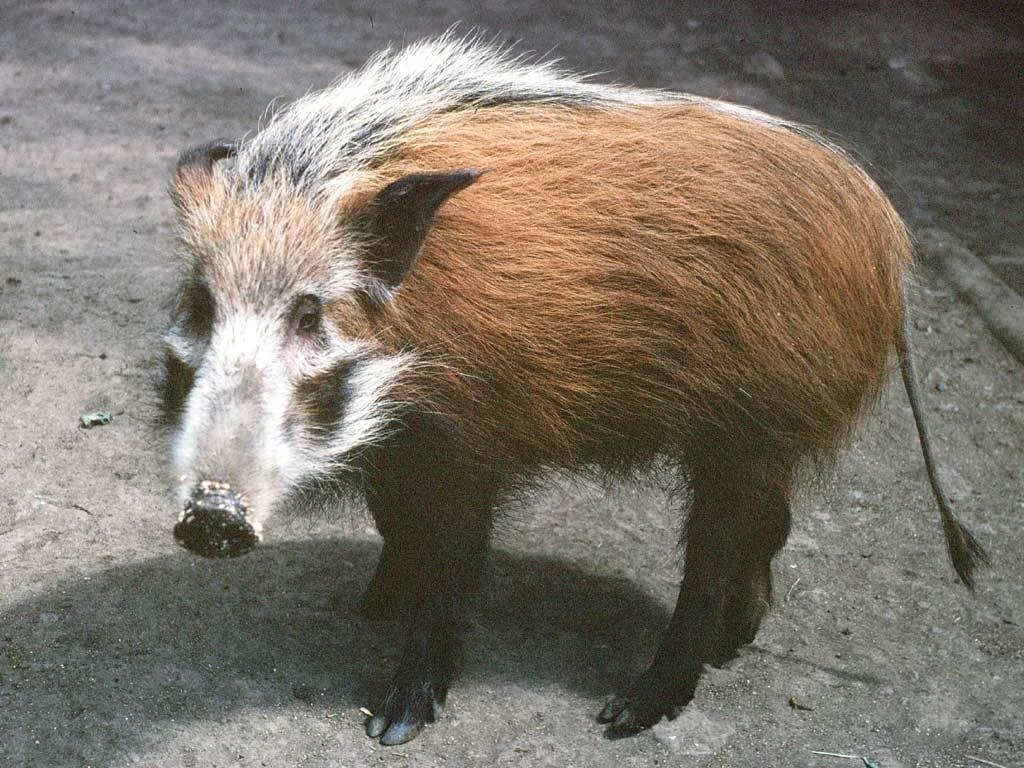 Bushpig | FictionRulezForever Wiki | Fandom