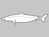 Frog Shark | FictionRulezForever Wiki | Fandom