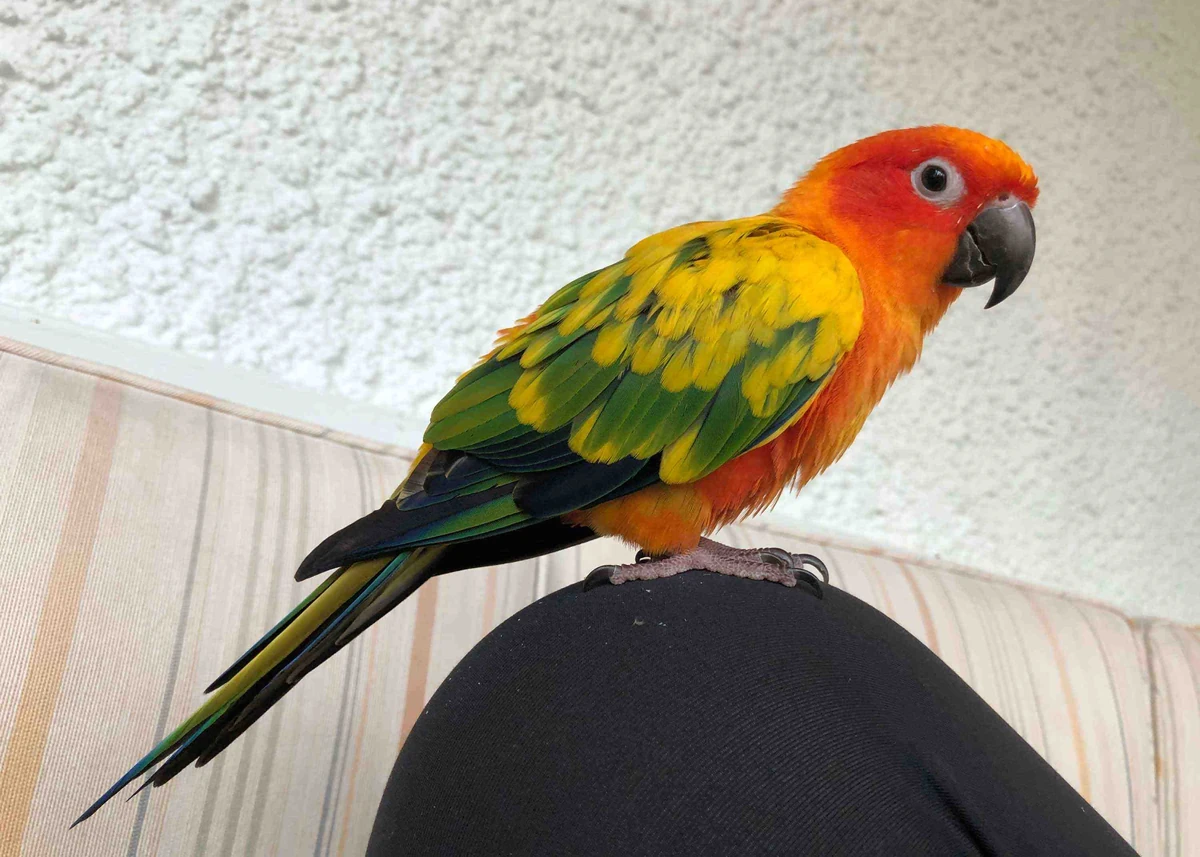 Sun Conure | FictionRulezForever Wiki | Fandom