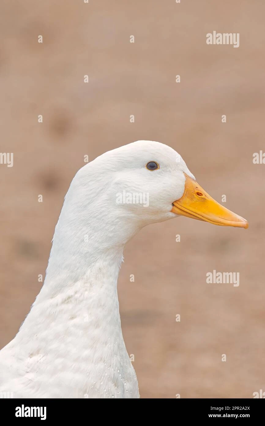 Domestic Duck | FictionRulezForever Wiki | Fandom