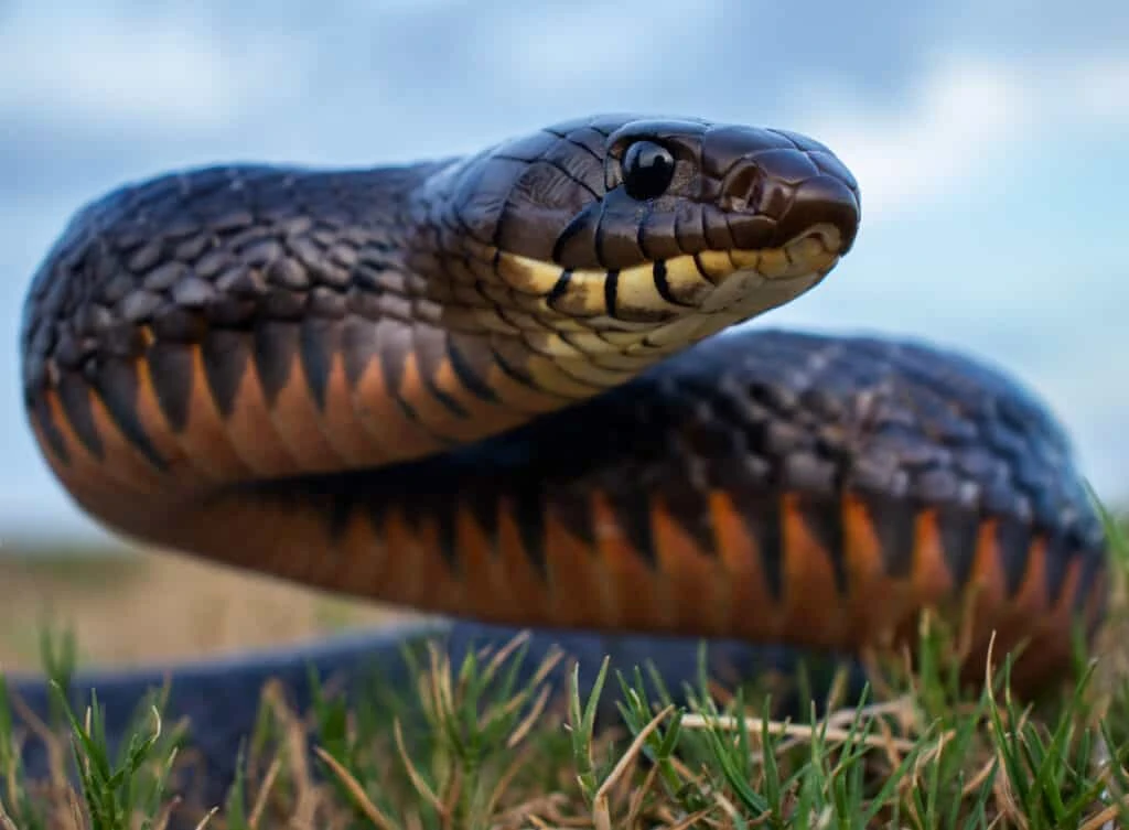 Texas Indigo Snake | FictionRulezForever Wiki | Fandom