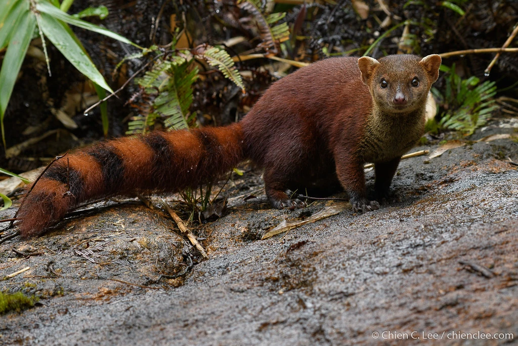 Ring-Tailed Mongoose | FictionRulezForever Wiki | Fandom