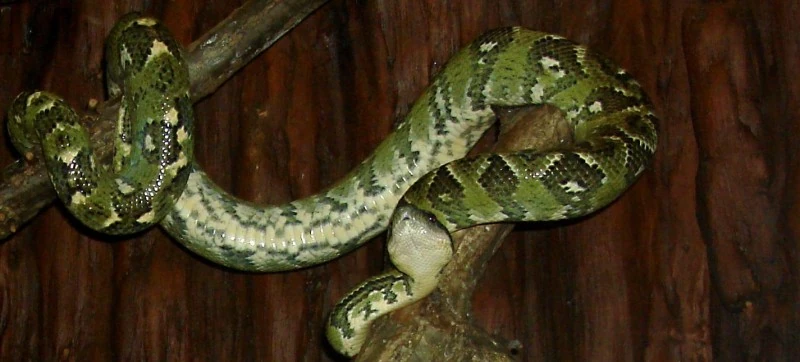 Madagascar Tree Boa | FictionRulezForever Wiki | Fandom