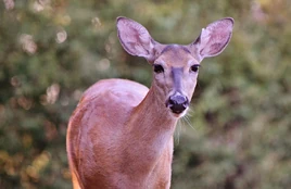 White-Tailed Deer | FictionRulezForever Wiki | Fandom