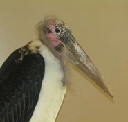 Marabou Stork/Gallery | FictionRulezForever Wiki | Fandom