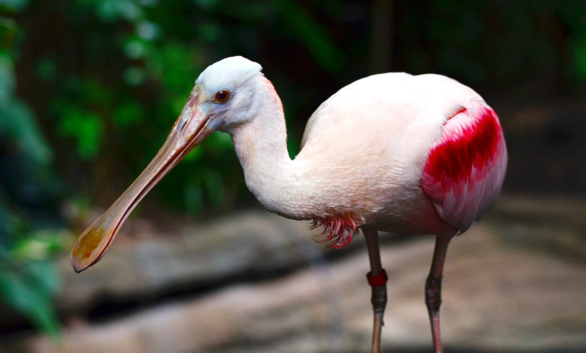 Roseate Spoonbill | FictionRulezForever Wiki | Fandom