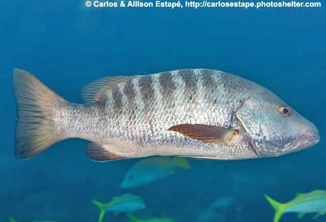 Dog Snapper | FictionRulezForever Wiki | Fandom