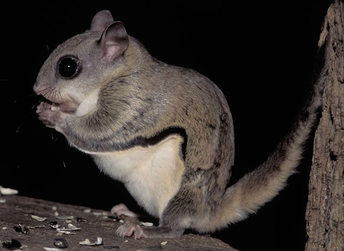 Southern Flying Squirrel | FictionRulezForever Wiki | Fandom