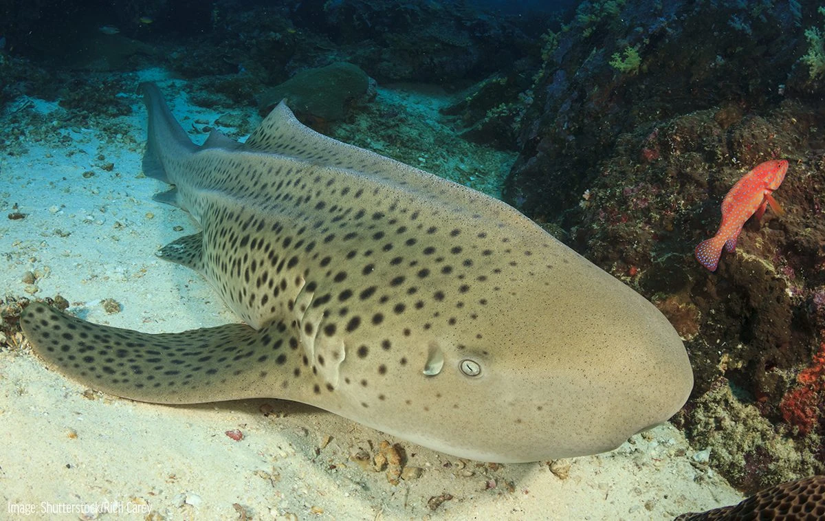 Zebra Shark | FictionRulezForever Wiki | Fandom