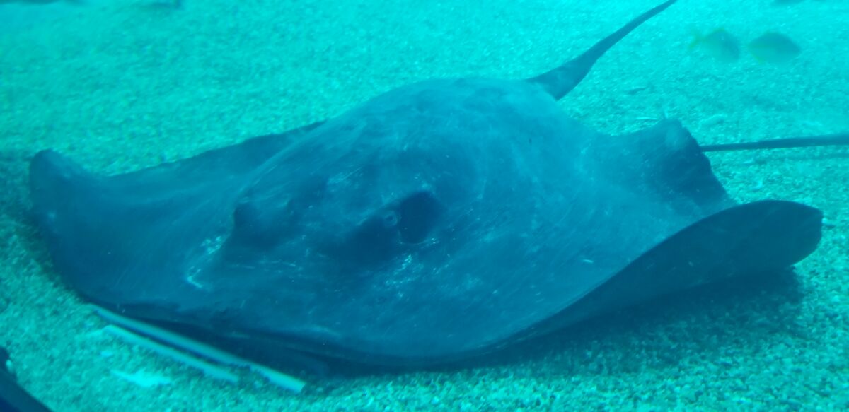 Pitted Stingray Fictionrulezforever Wiki Fandom