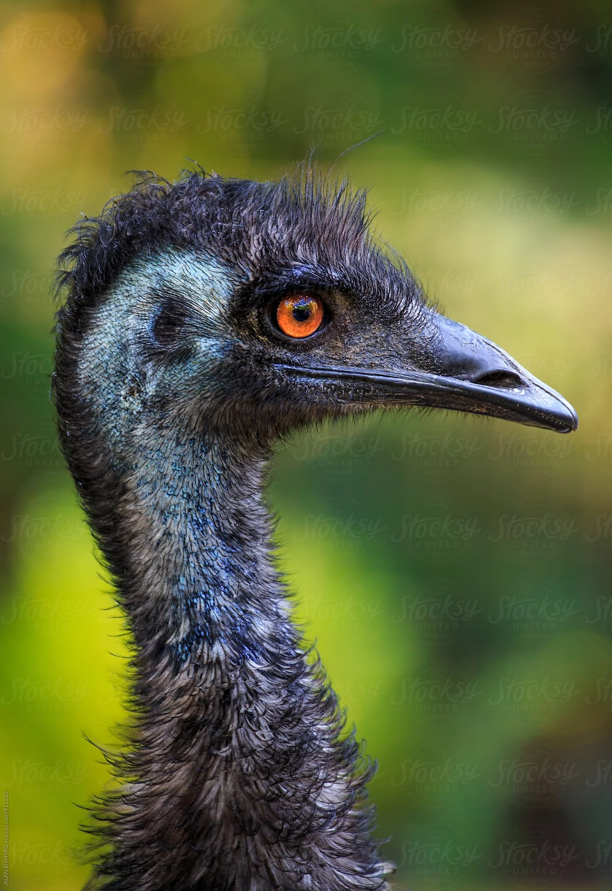 Emu | FictionRulezForever Wiki | Fandom
