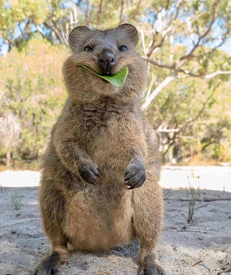 Quokka | FictionRulezForever Wiki | Fandom
