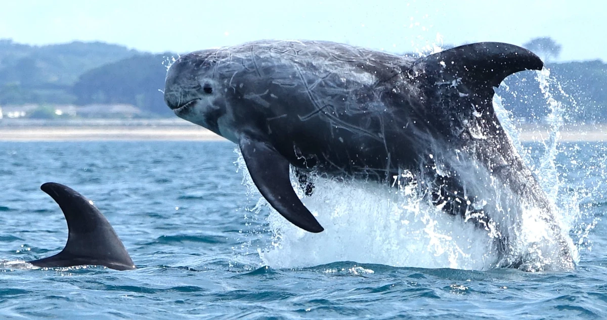 Risso's Dolphin | FictionRulezForever Wiki | Fandom